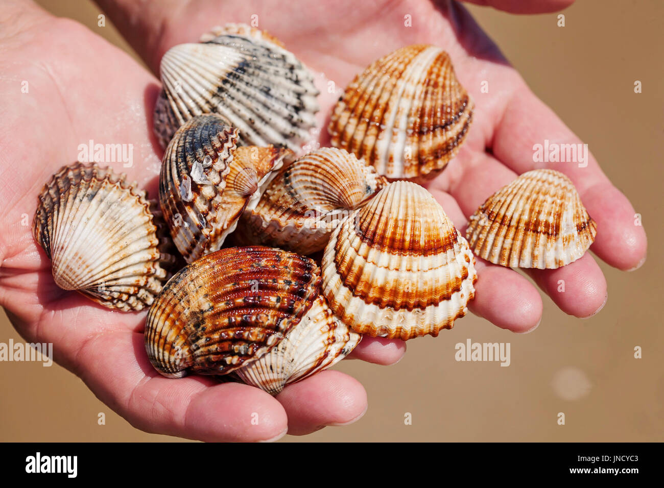 Hands full of sea shells Stock Photo - Alamy