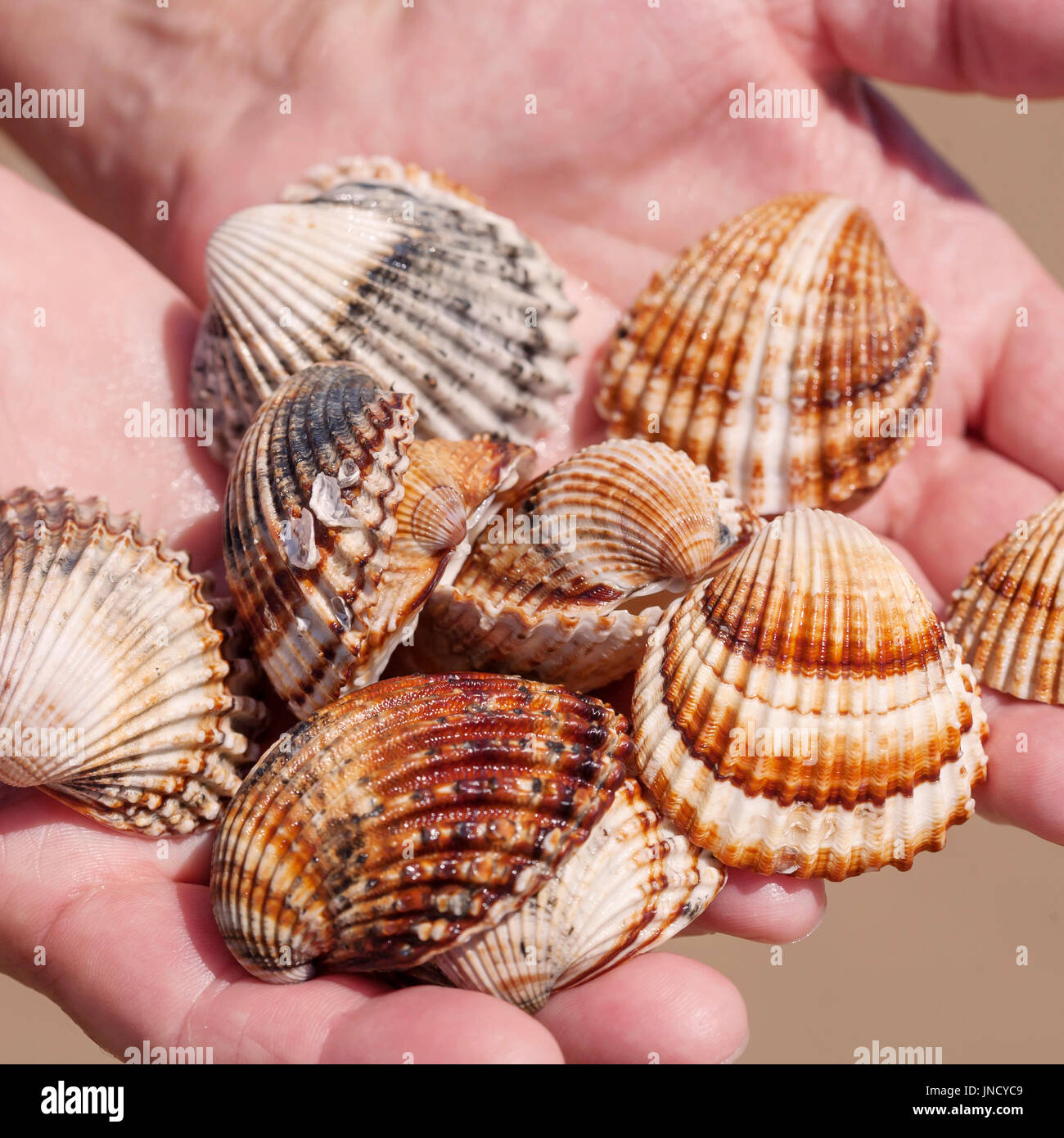Hands full of sea shells Stock Photo - Alamy