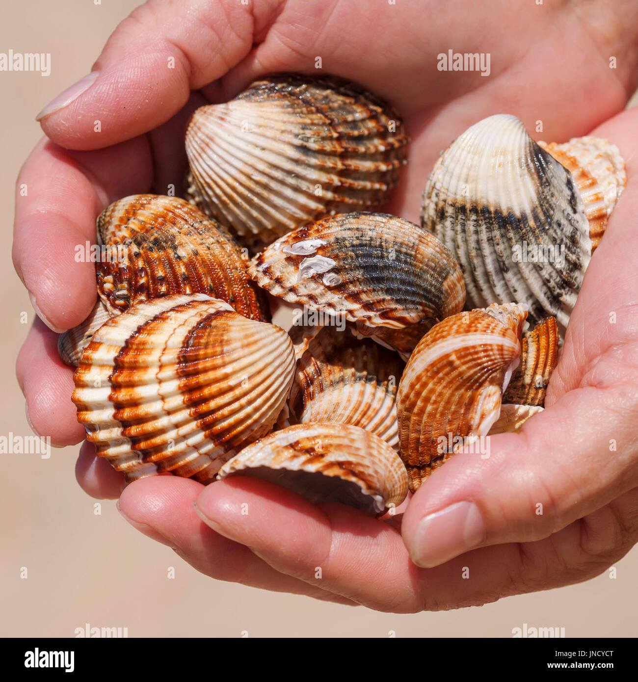 Hands full of sea shells Stock Photo - Alamy