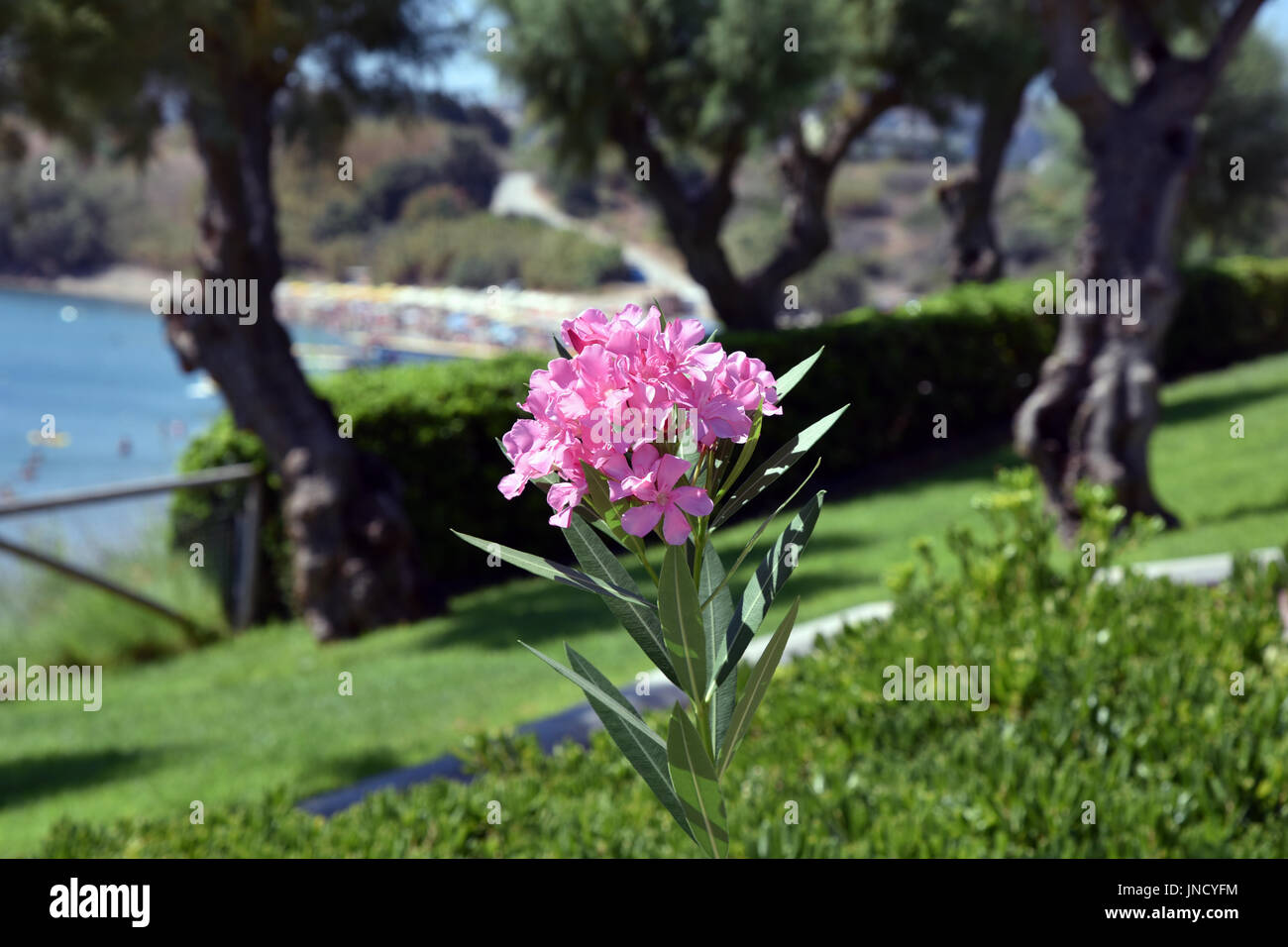 Rhodes flowers hi-res stock photography and images - Alamy