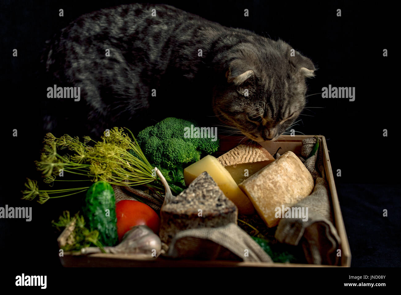 Cat near the box with kraft homemade cheese and vegetables Stock Photo ...