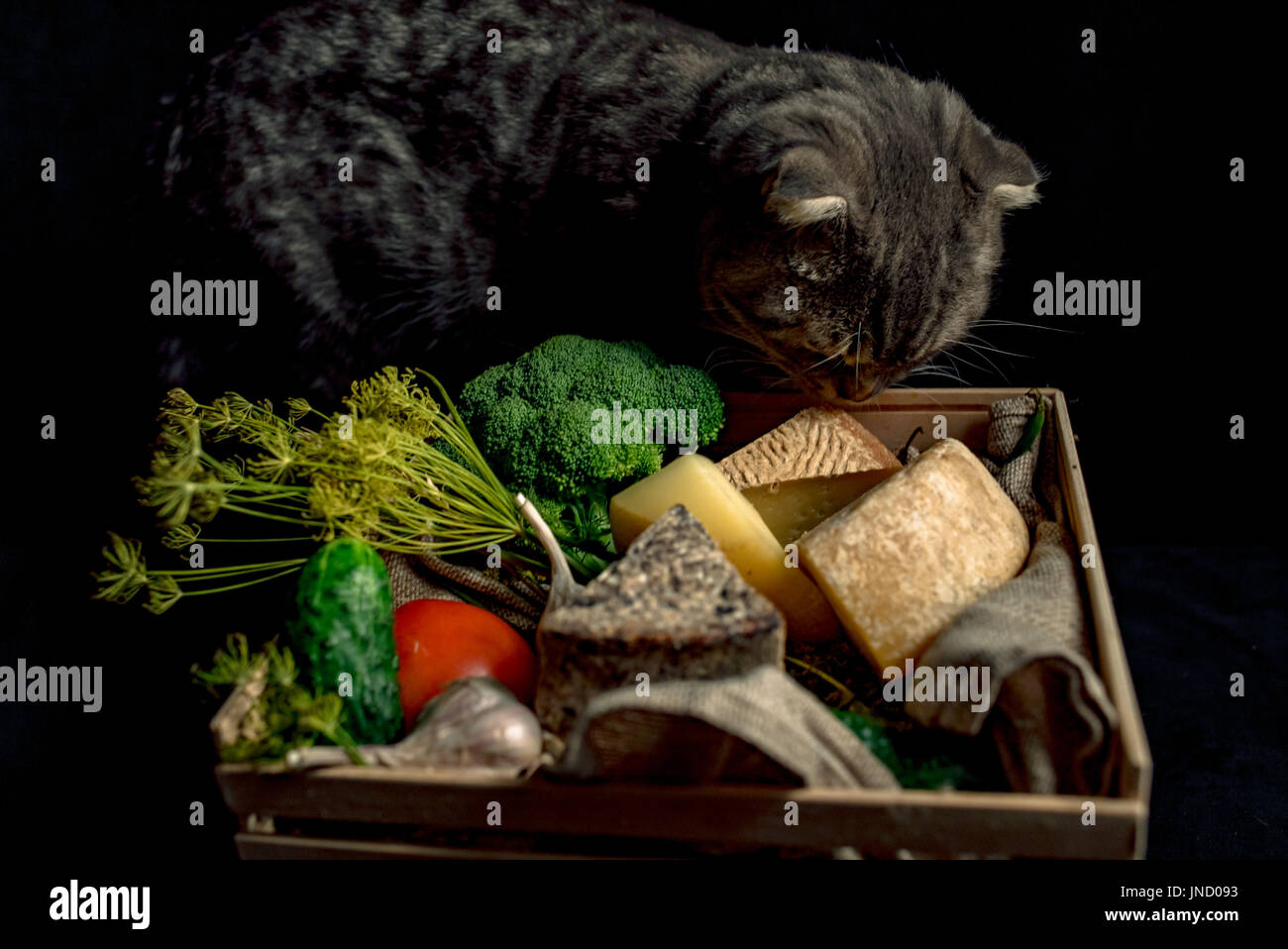 Cat near the box with kraft homemade cheese and vegetables Stock Photo ...
