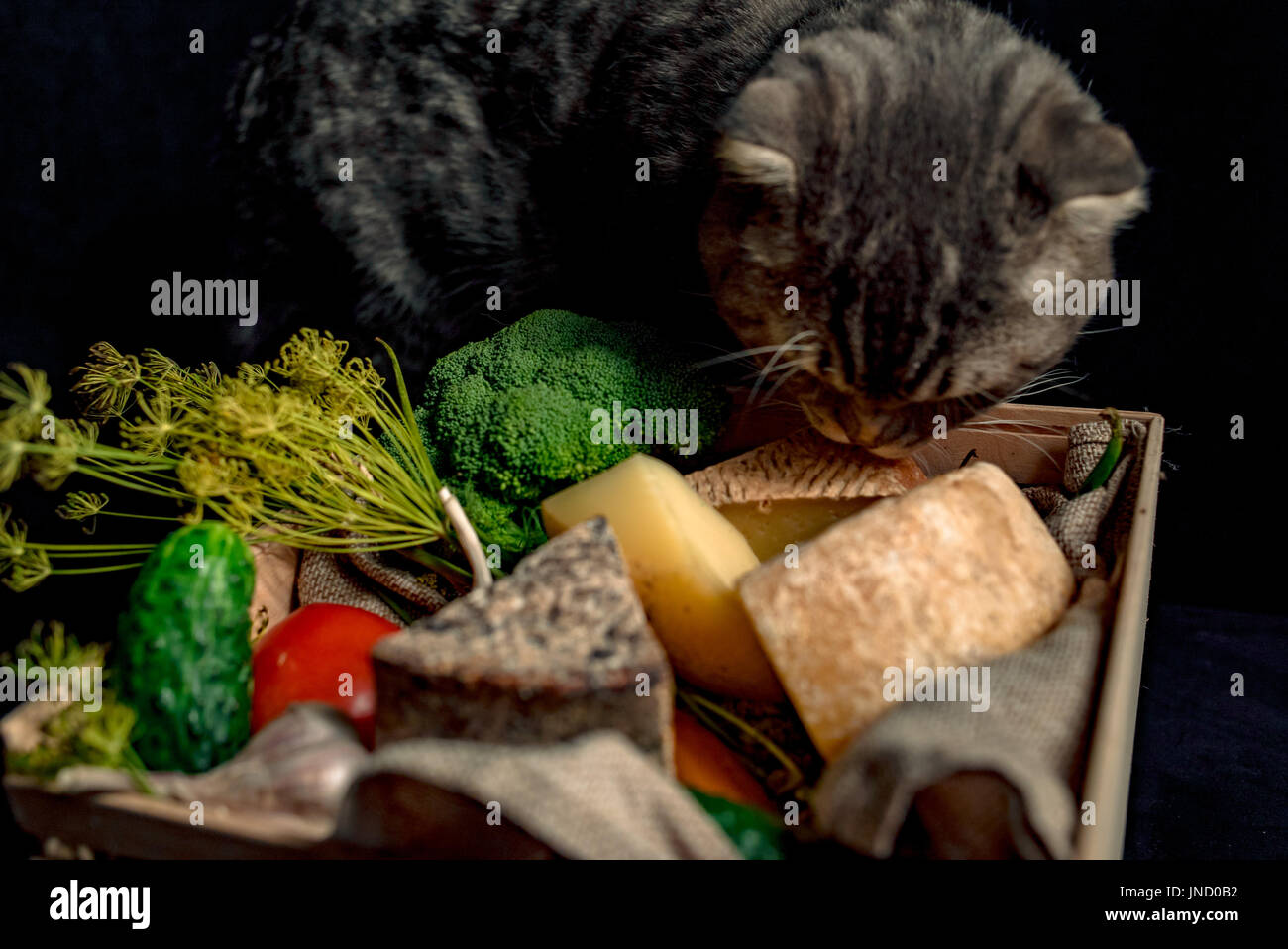 Cat near the box with kraft homemade cheese and vegetables Stock Photo ...