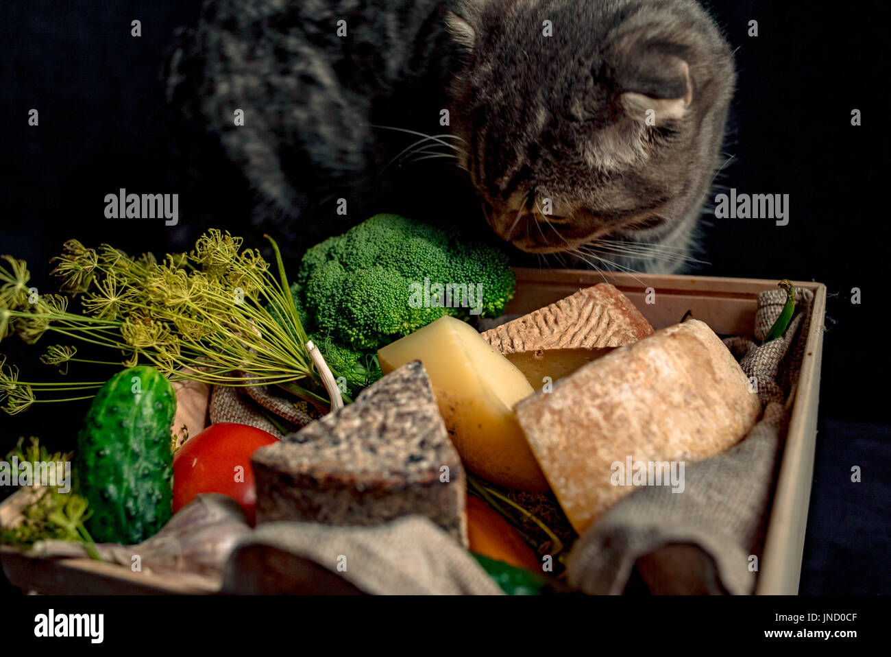 Cat near the box with kraft homemade cheese and vegetables Stock Photo ...