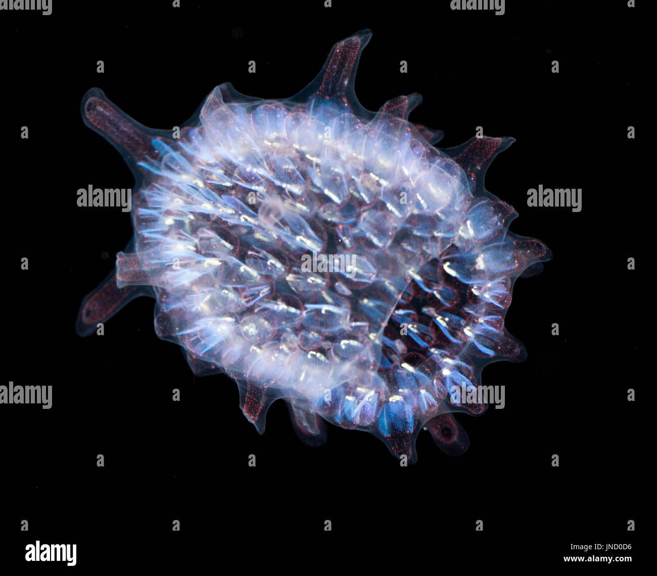 Pyrosome hi-res stock photography and images - Alamy