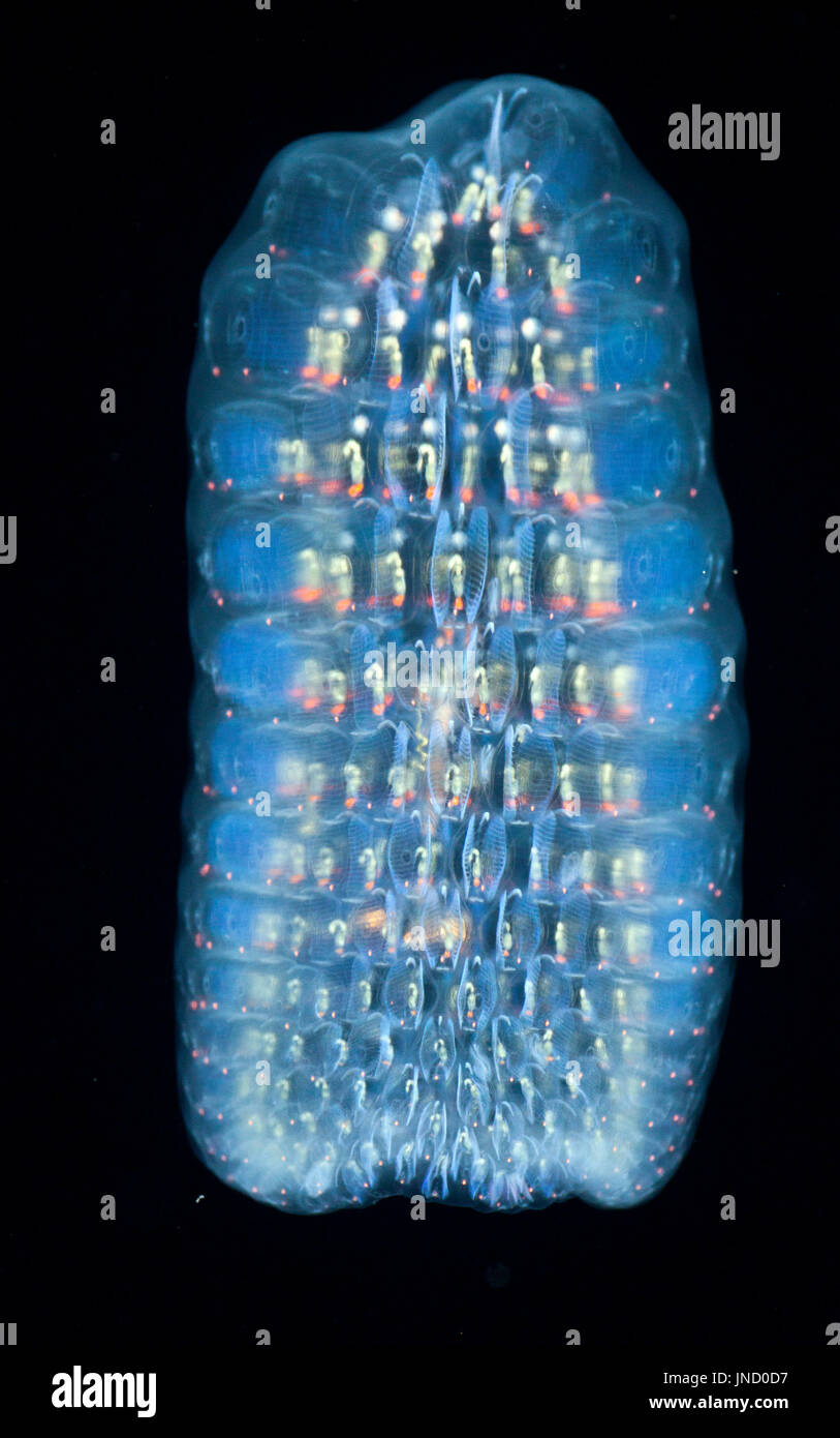 Pyrosome hi-res stock photography and images - Alamy