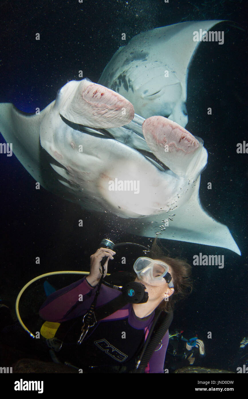 Manta Ray Night Dive Stock Photo - Alamy