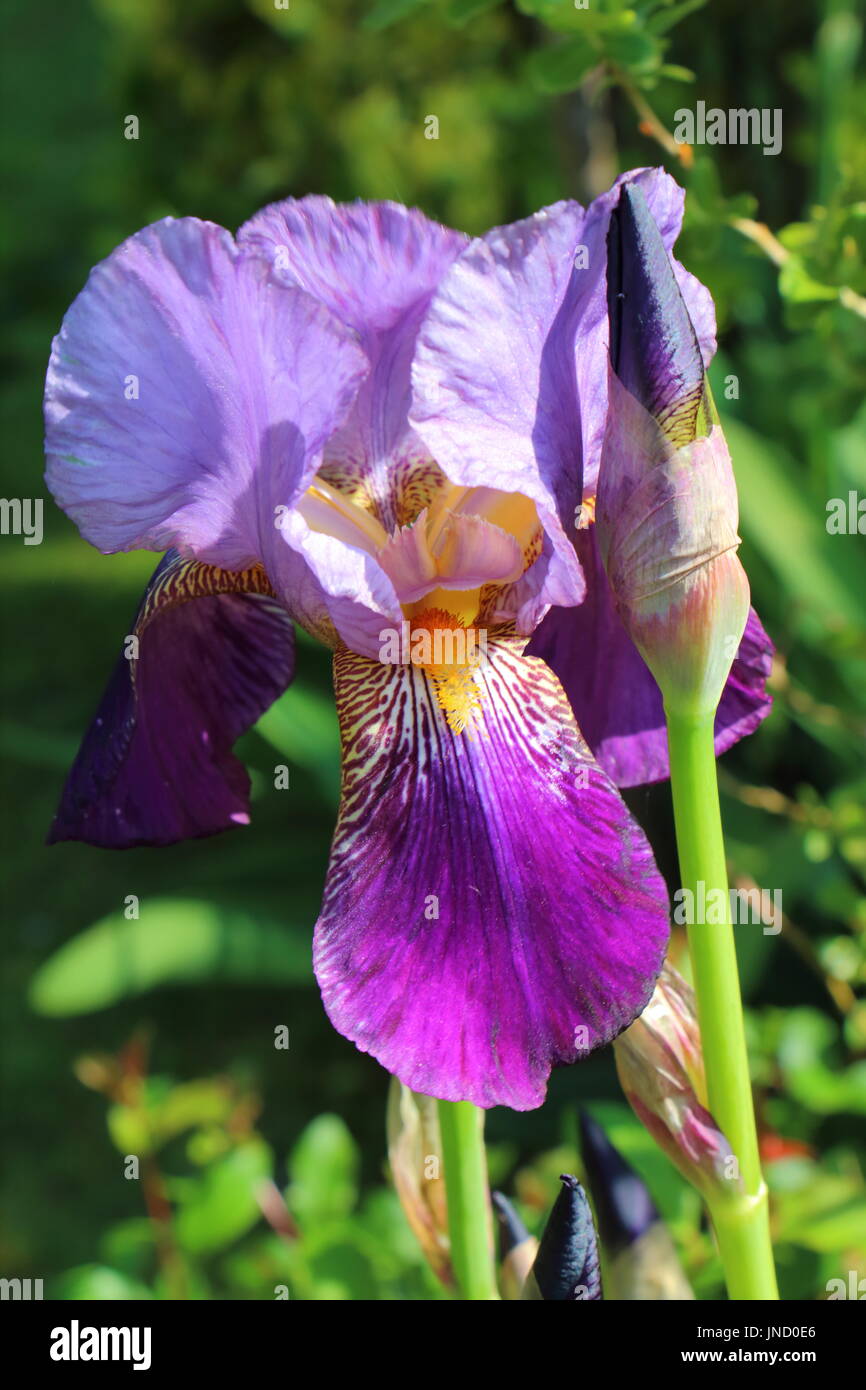 Close-up of iris flower and bud in a garden during spring Stock Photo ...