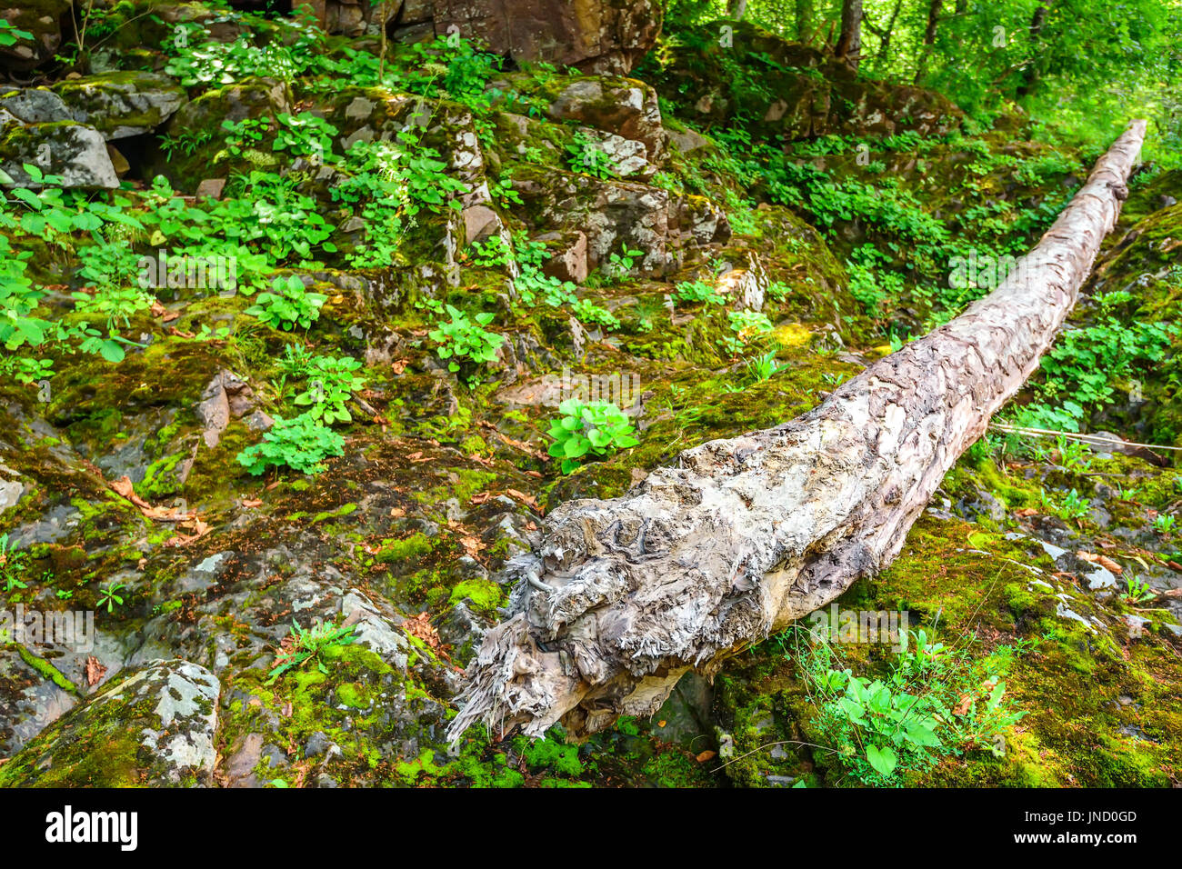 Scenic panorama of green forest thicket in summer Stock Photo - Alamy