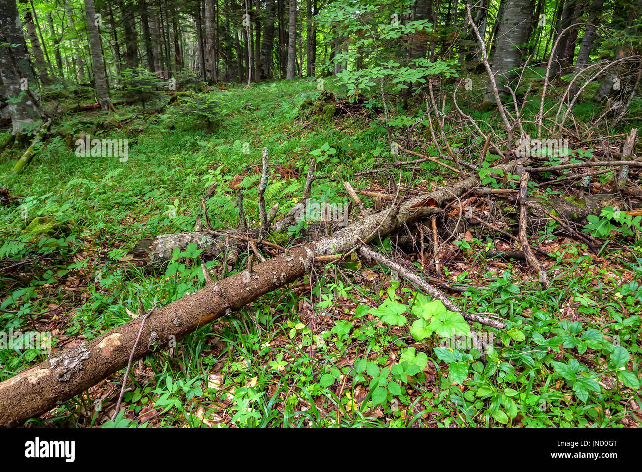 Scenic panorama of green forest thicket in summer Stock Photo - Alamy