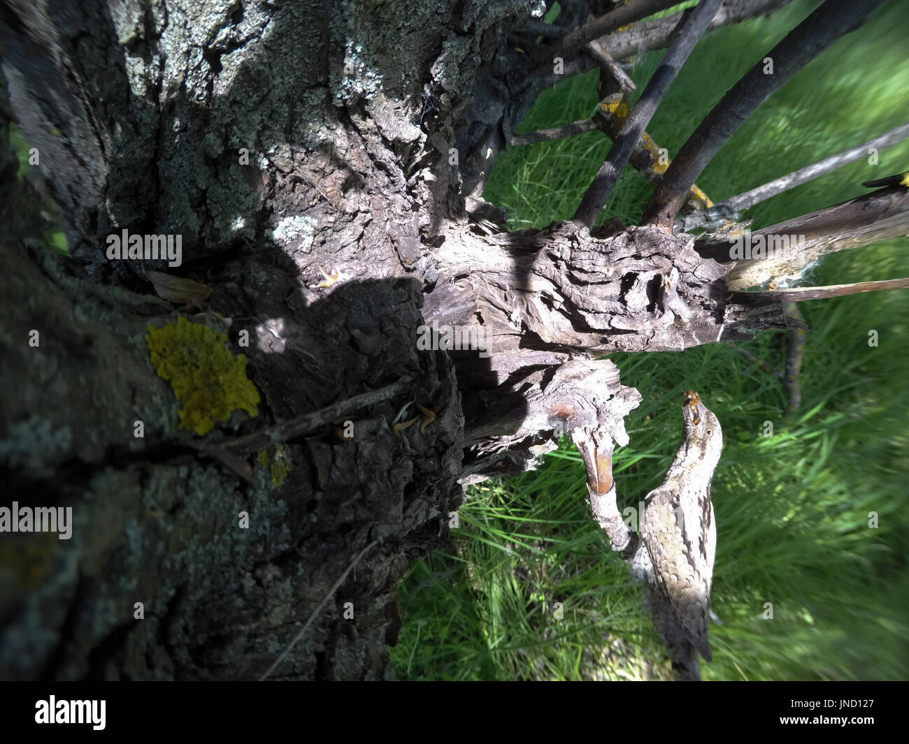 Wryneck jynx torquilla nest hi-res stock photography and images - Alamy