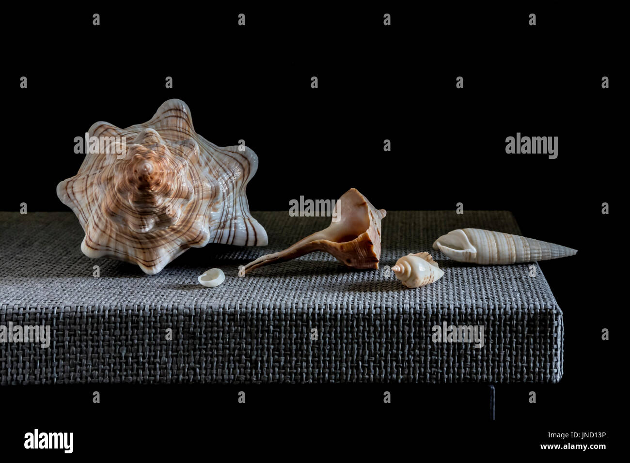 Souvenir Shells High Resolution Stock Photography and Images - Alamy