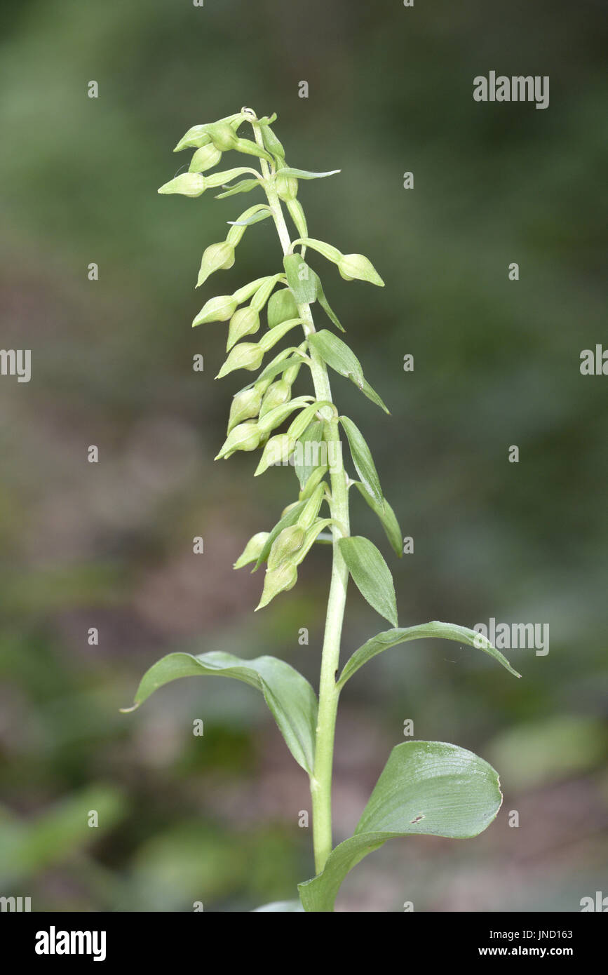 Epipactis phyllanthes pendula hi-res stock photography and images - Alamy
