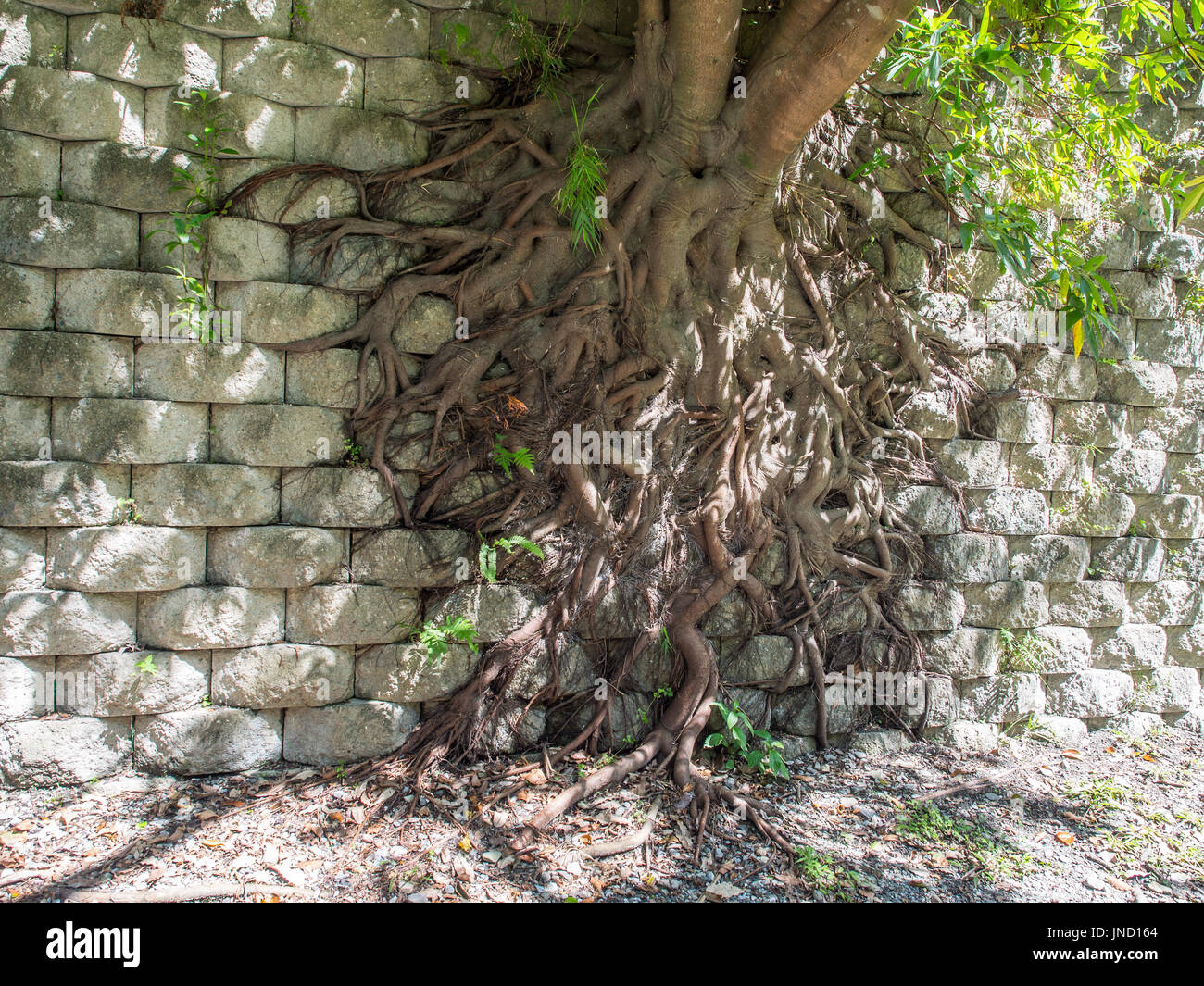 The roots of a massive tree climbing up a wall in the Taroko National ...