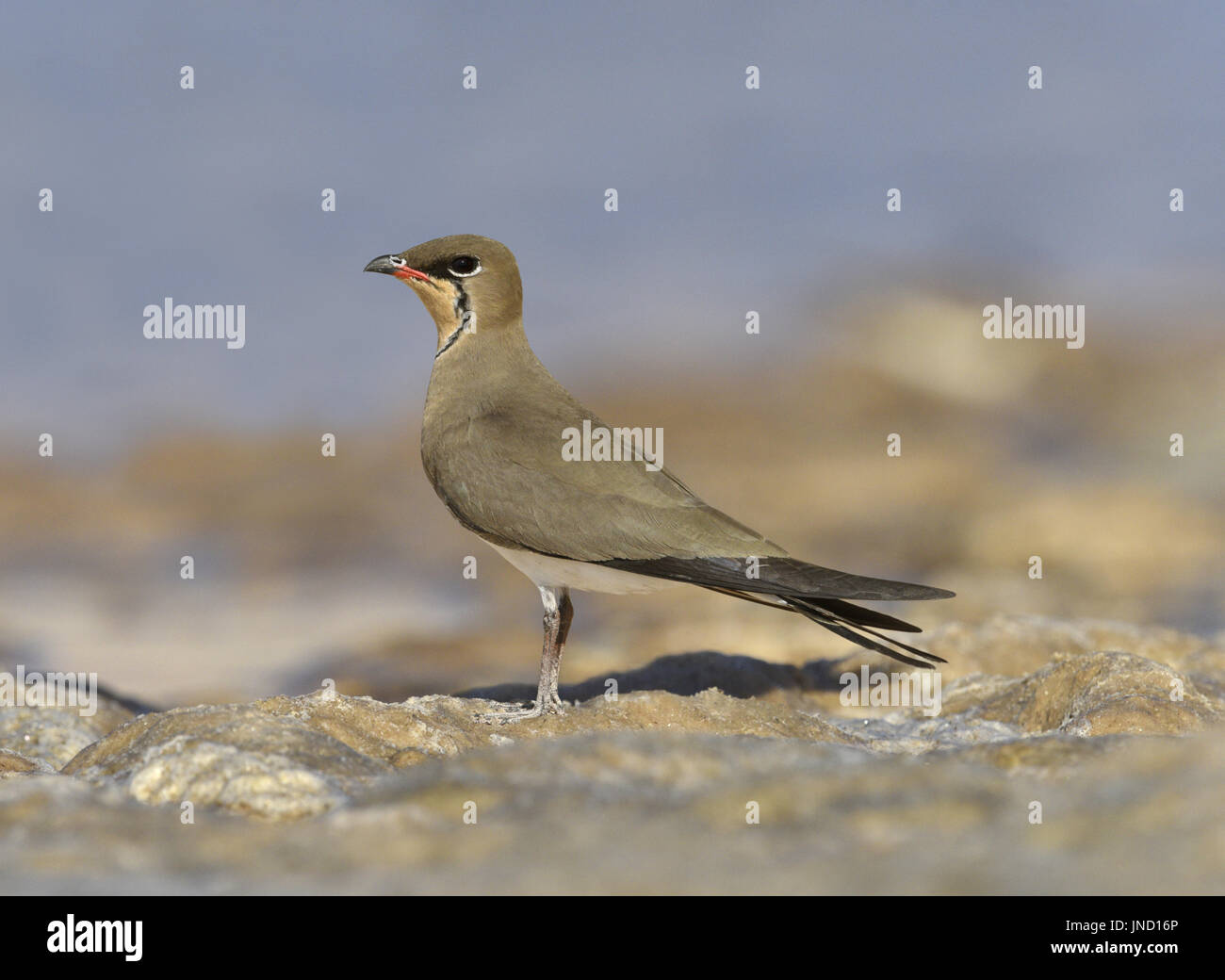 Collared Pratincole - Glareola pratincola Stock Photo - Alamy