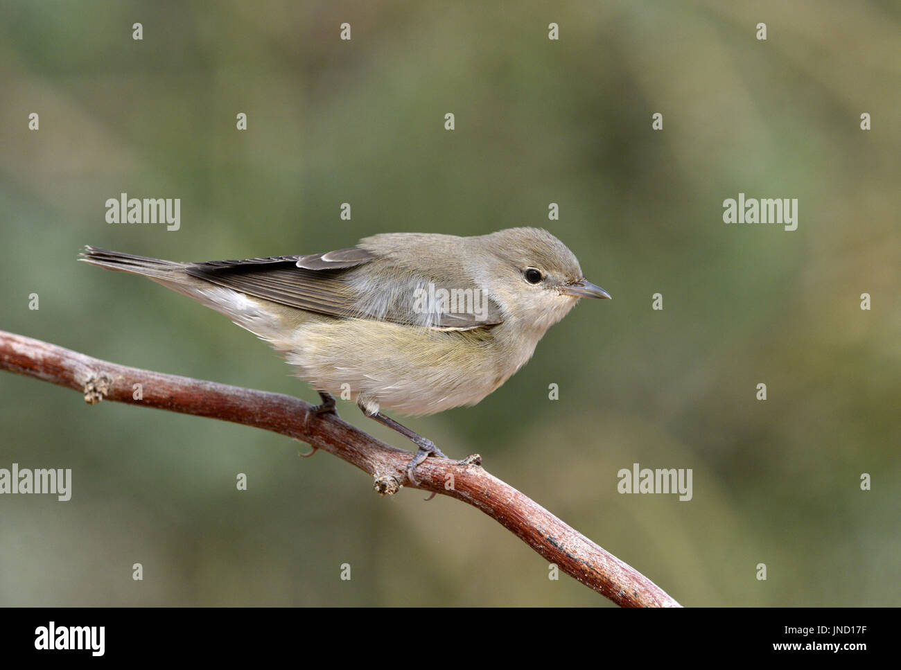 Garden Warbler - Sylvia borin Stock Photo - Alamy