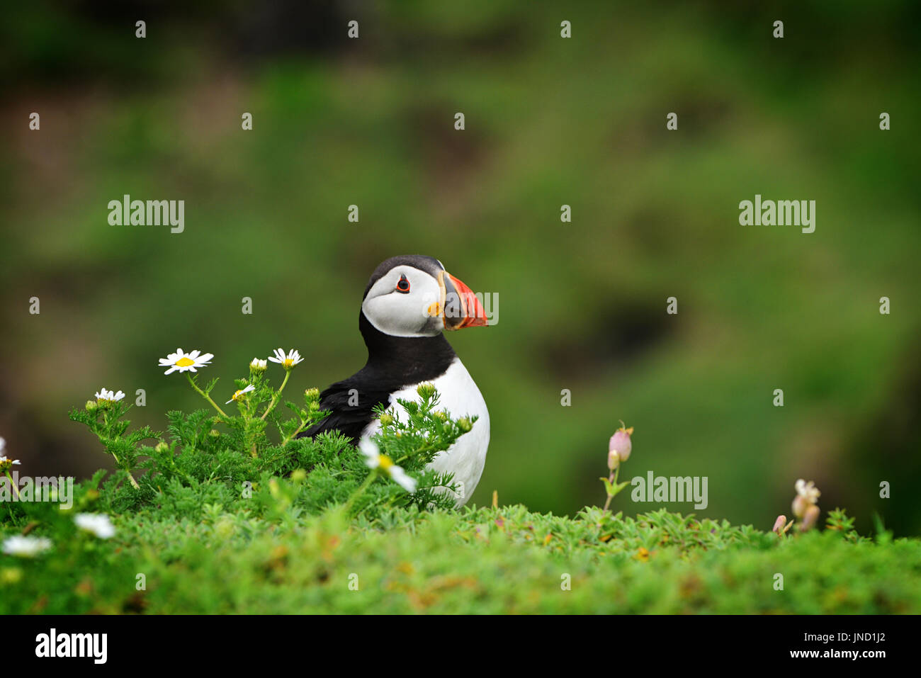 White puffin hi-res stock photography and images - Alamy