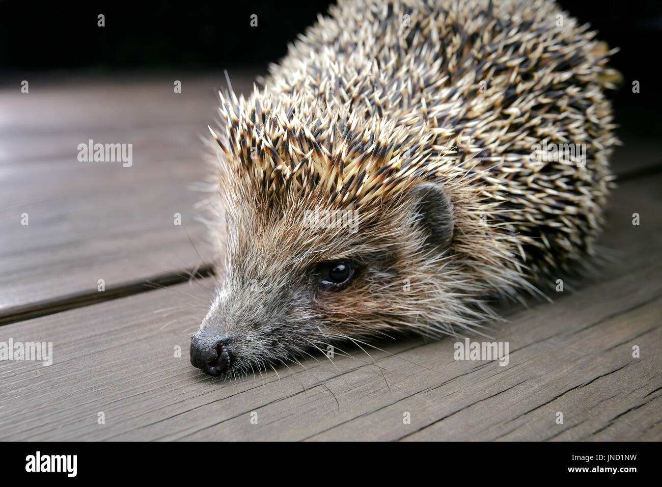 Young hedgehog in natural habitat Stock Photo - Alamy