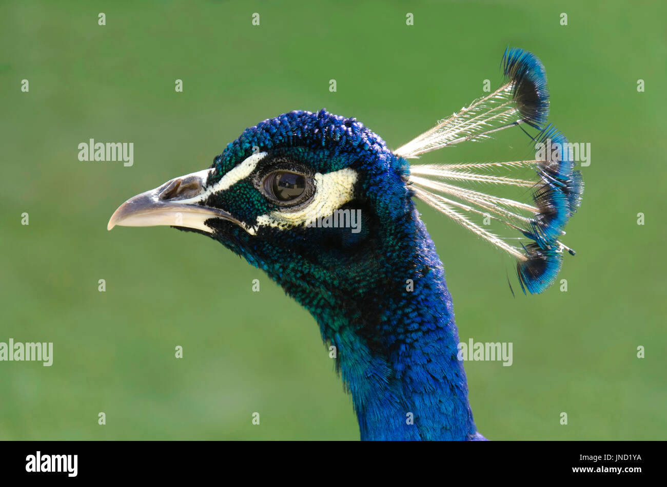 Peacock side view hi-res stock photography and images - Alamy