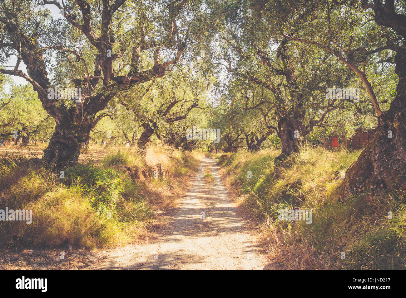 Long road through the old olive grove. Landscape background with many ...