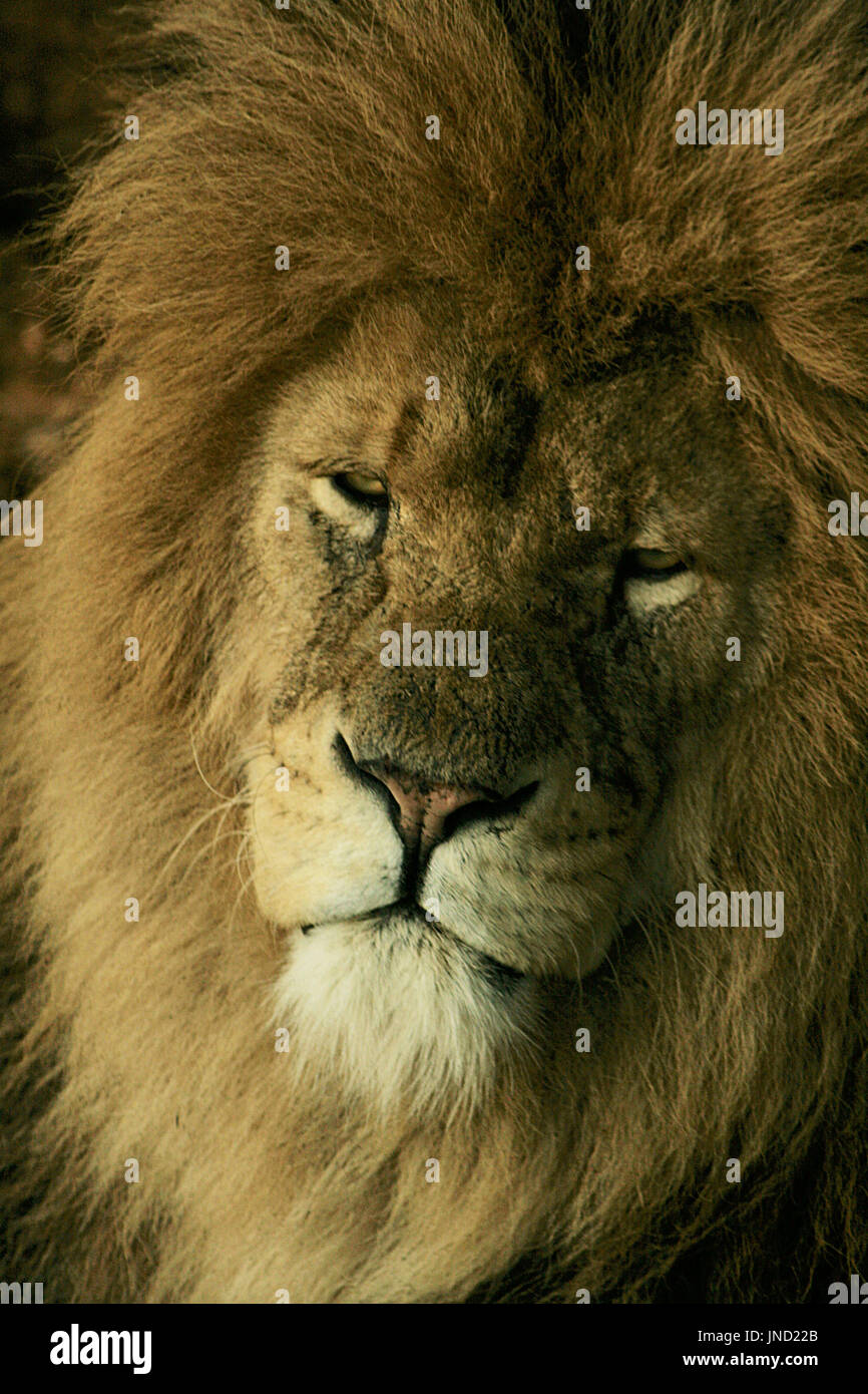 Lion looking into camera mane hi-res stock photography and images - Alamy