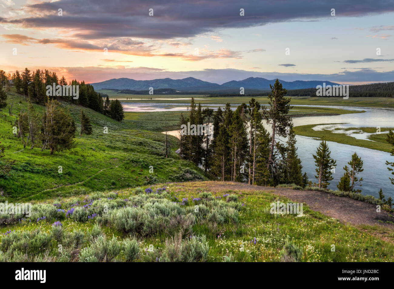 A hillside of wildflowers in the Hayden Valley with sunset reflected in ...