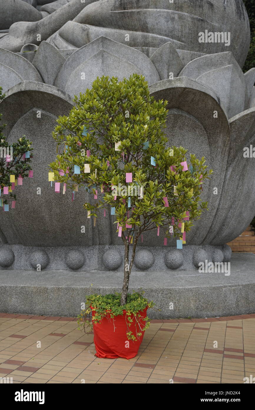 wishing tree at Buddhist temple Stock Photo - Alamy