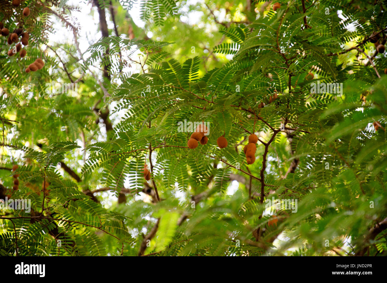 Movement of leaf on branch of tamarind tree from motion of wind in ...