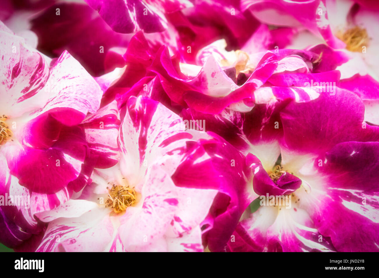 A close-up of Rose flowers Stock Photo - Alamy