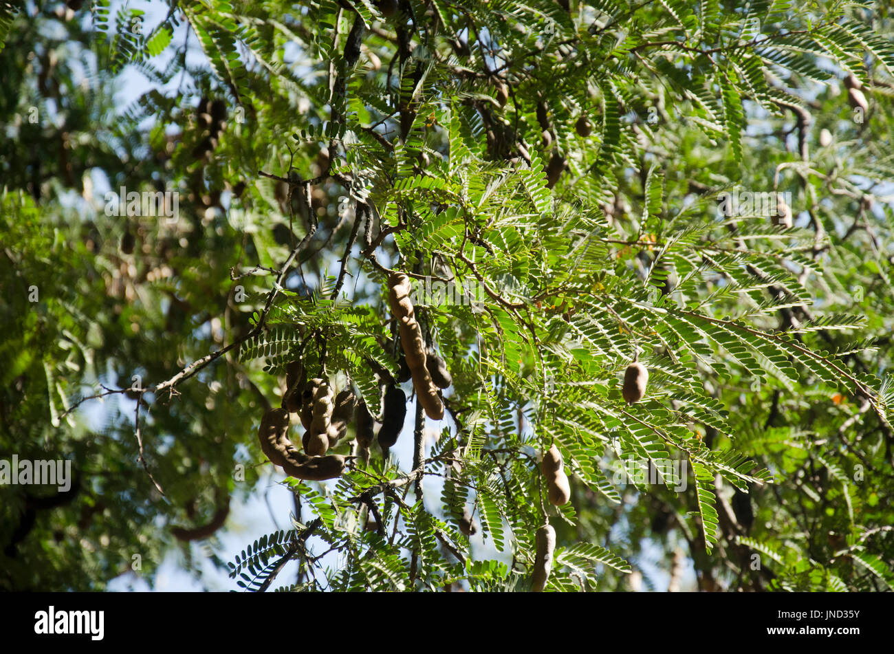 Movement of leaf on branch of tamarind tree from motion of wind in ...
