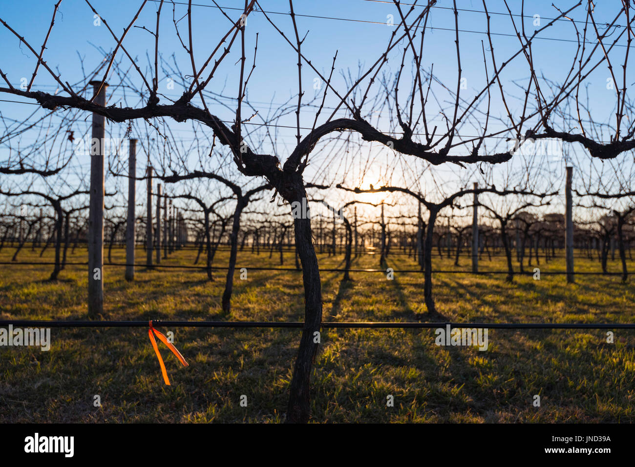 The wine region of orange hi-res stock photography and images - Alamy