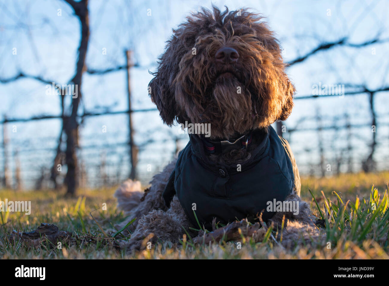 A fine example of a Lagotto Romagnolo dog living at the Rowlee Winery ...