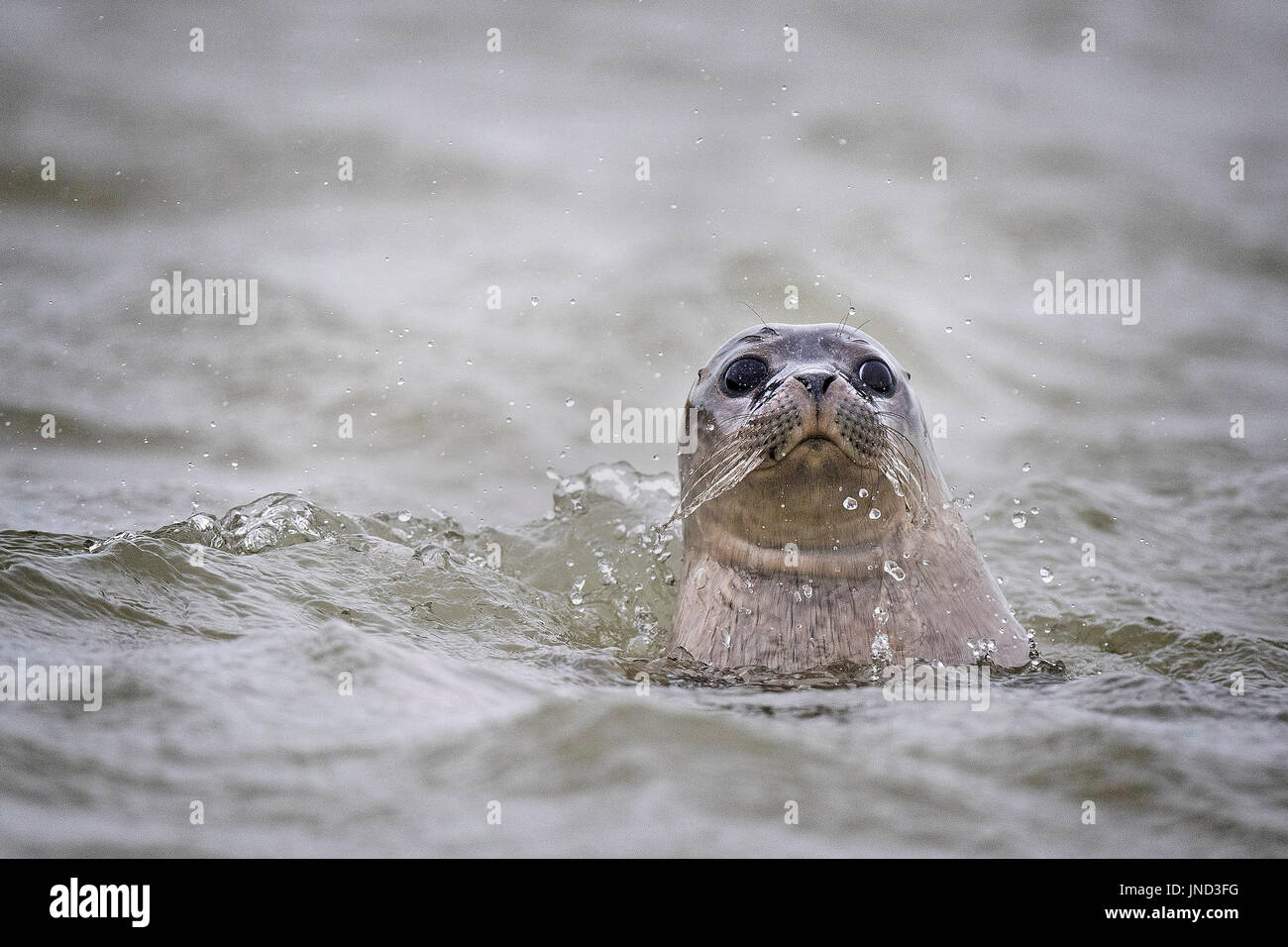 Thames seals london hi-res stock photography and images - Alamy