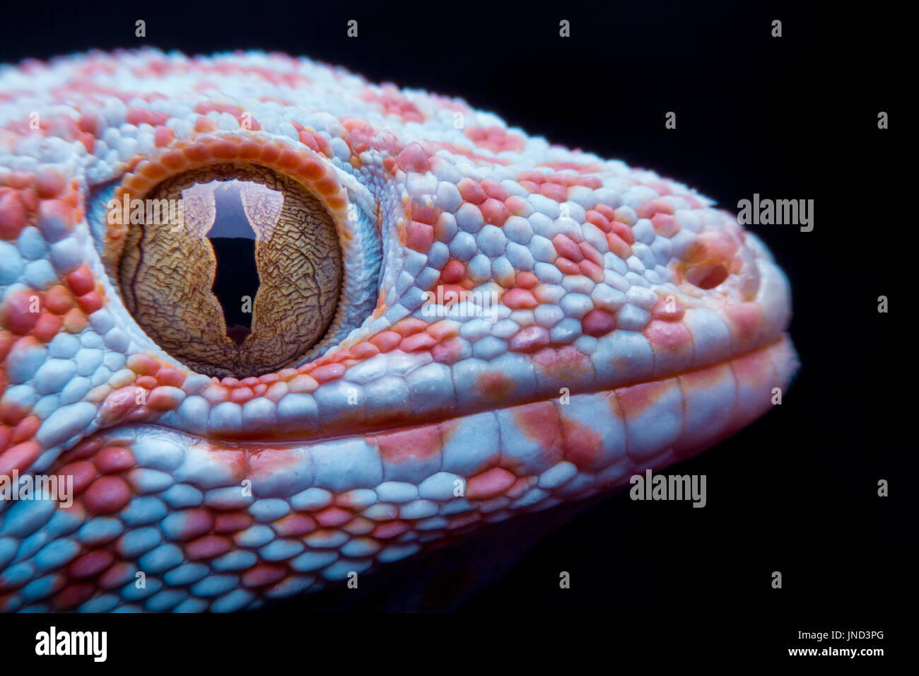 Gecko eyes , macro Stock Photo - Alamy