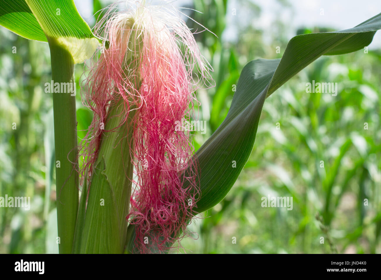 Pollen of maize hi-res stock photography and images - Alamy
