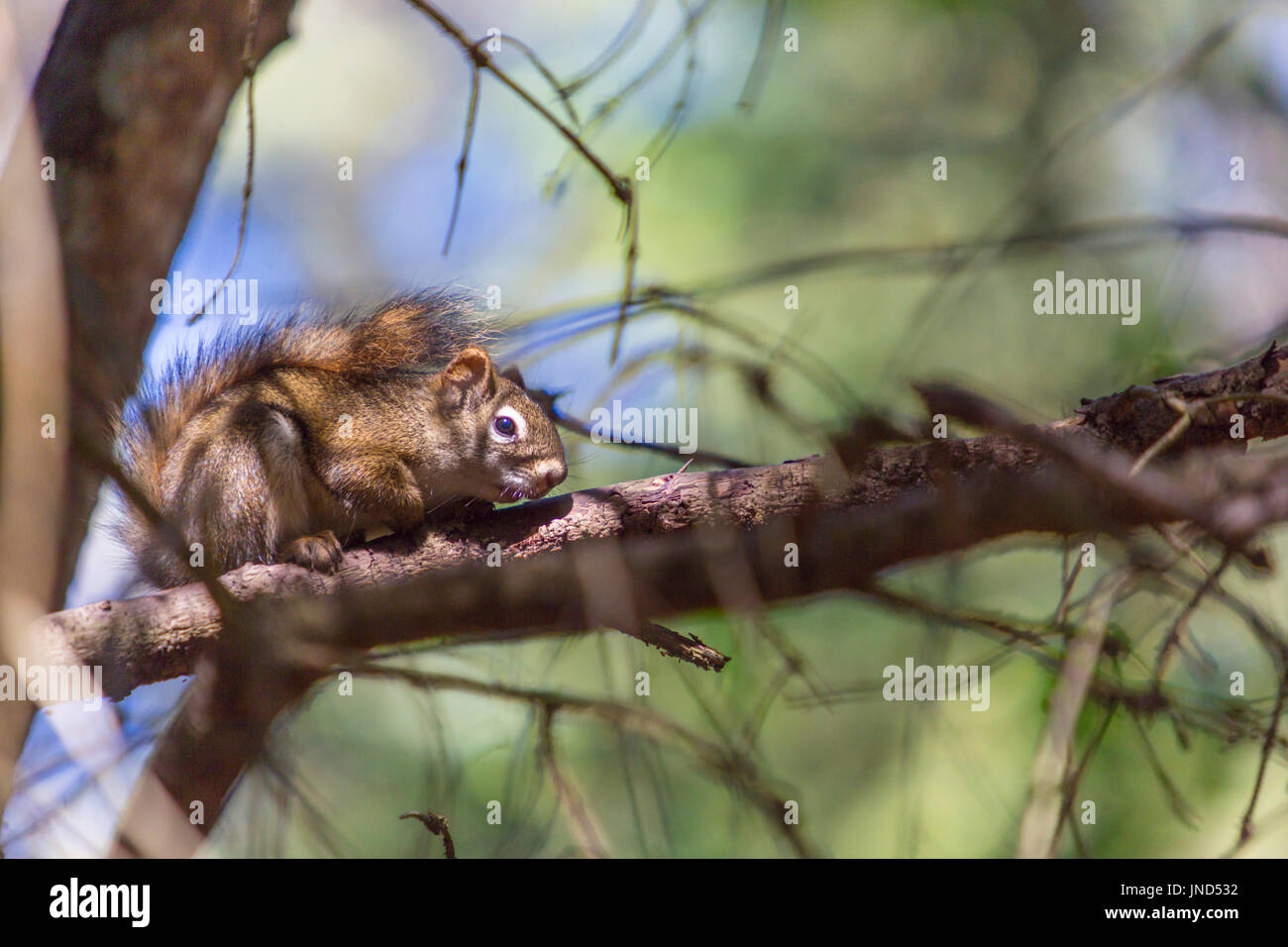 American red squirrel in a tree, Tamiasciurus hudsonicus, Homer, Alaska ...