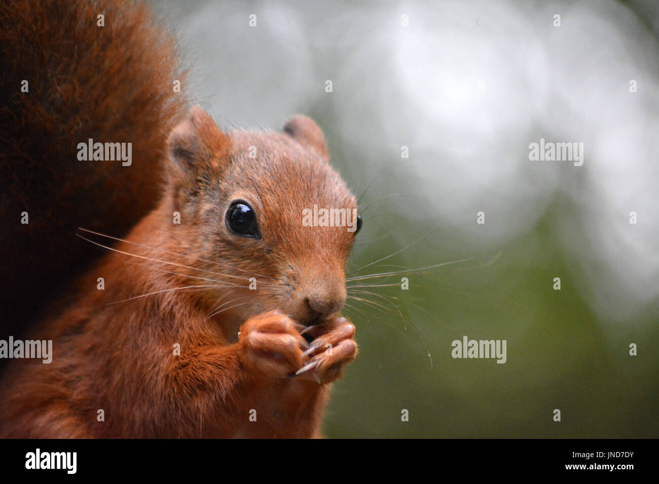 Red Squirrel (Sciurus vulgaris) - having a snack in the summer sunshine ...