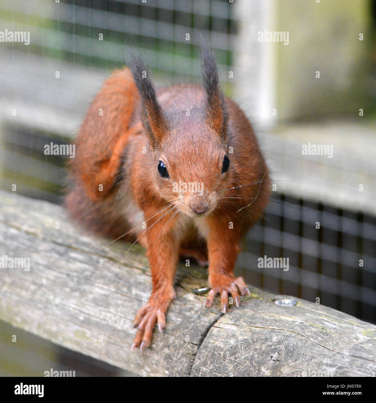 Red Squirrel (Sciurus vulgaris) - having a scratch Stock Photo - Alamy