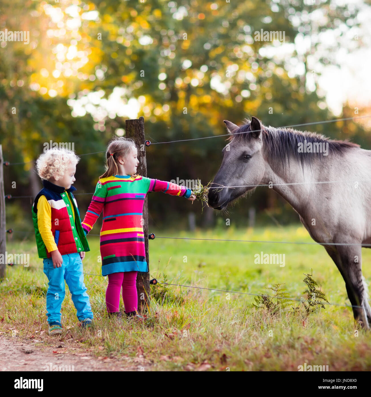 Family on a farm in autumn. Kids feed a horse. Outdoor fun children ...
