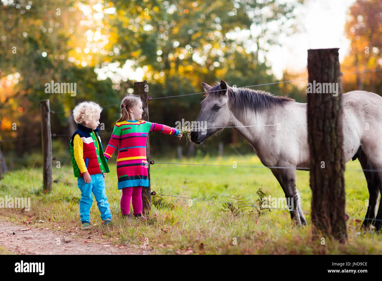 Family on a farm in autumn. Kids feed a horse. Outdoor fun children ...