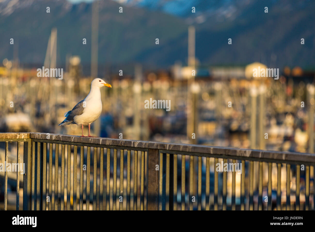 Seagull on a handrail, Homer Spit, Larus michahellis, , Kenai Peninsula ...