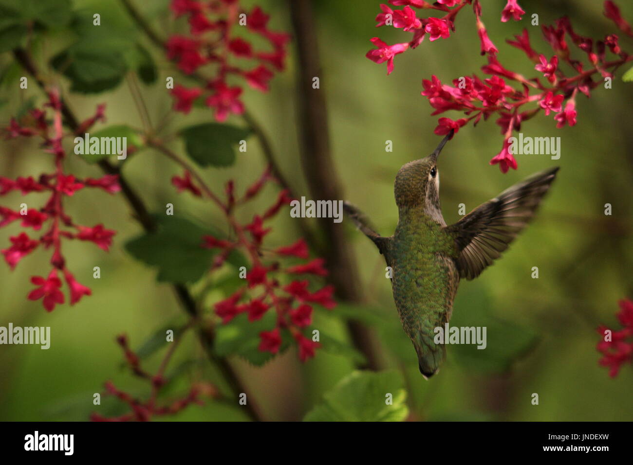 Hummingbird island hi-res stock photography and images - Alamy