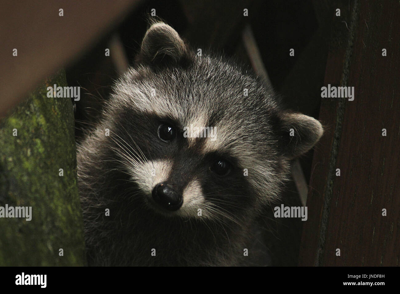 Baby raccoon staring at the camera Stock Photo - Alamy