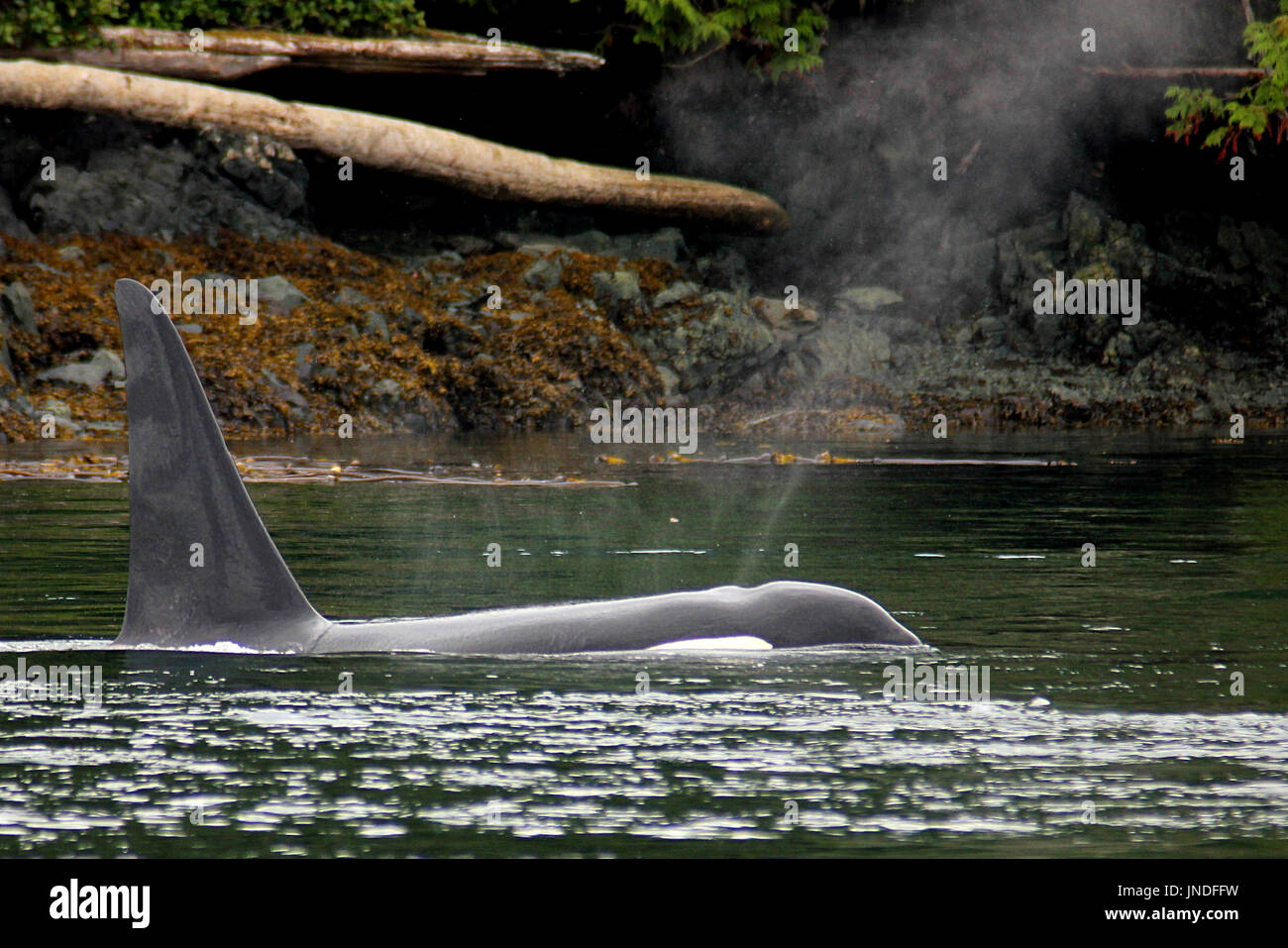 Transient orca killer whale surfacing near Quadra Island in British ...