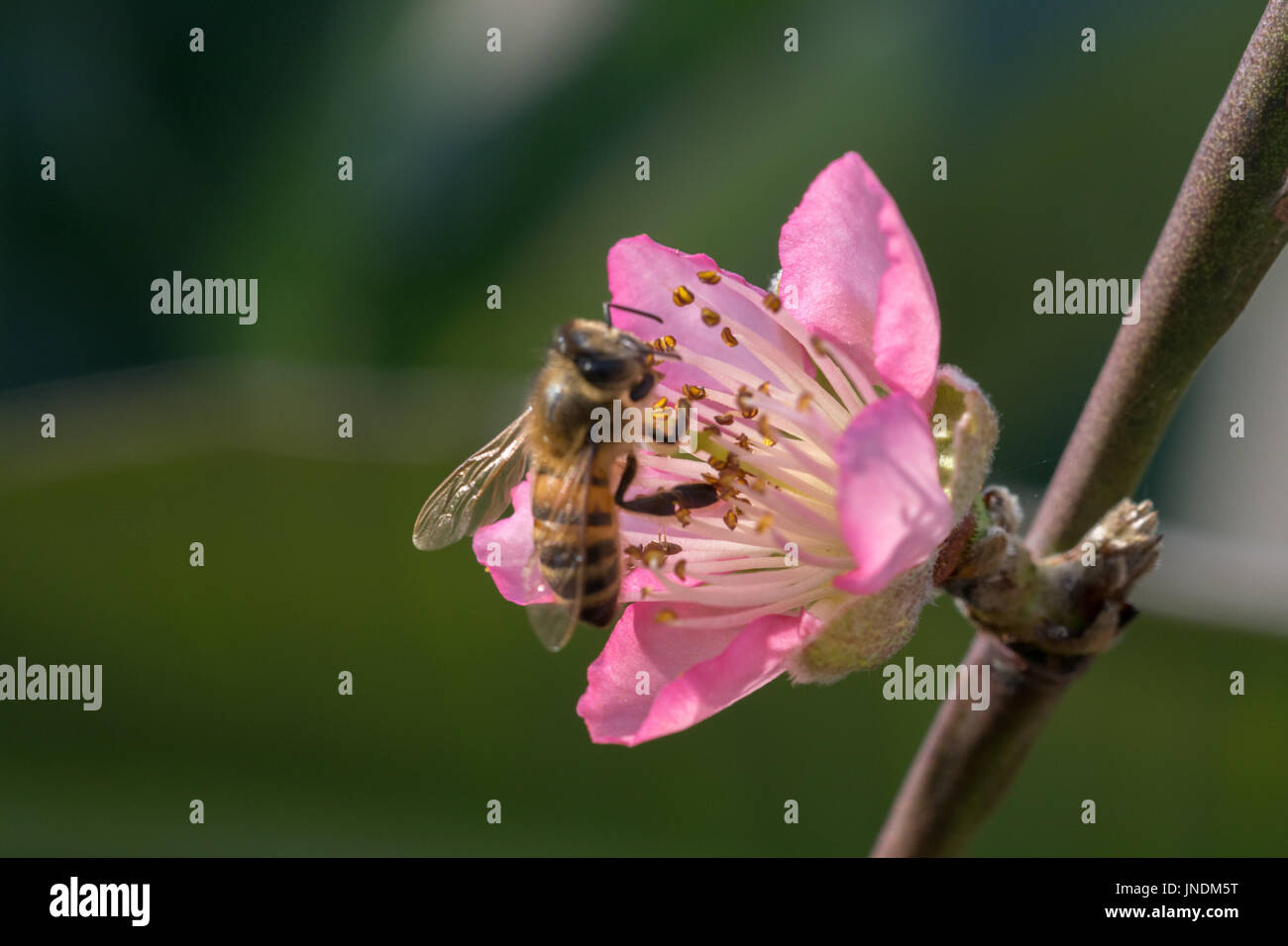 Peach blossoms and bee Stock Photo - Alamy