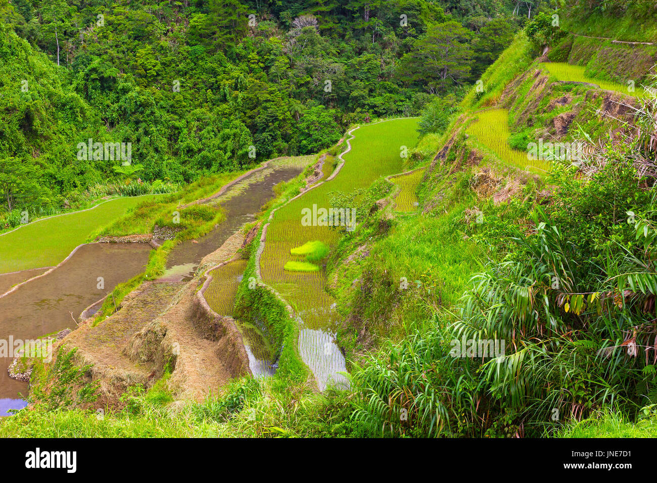 Rice fields layered with terraces in Philippines. Rice fields ...