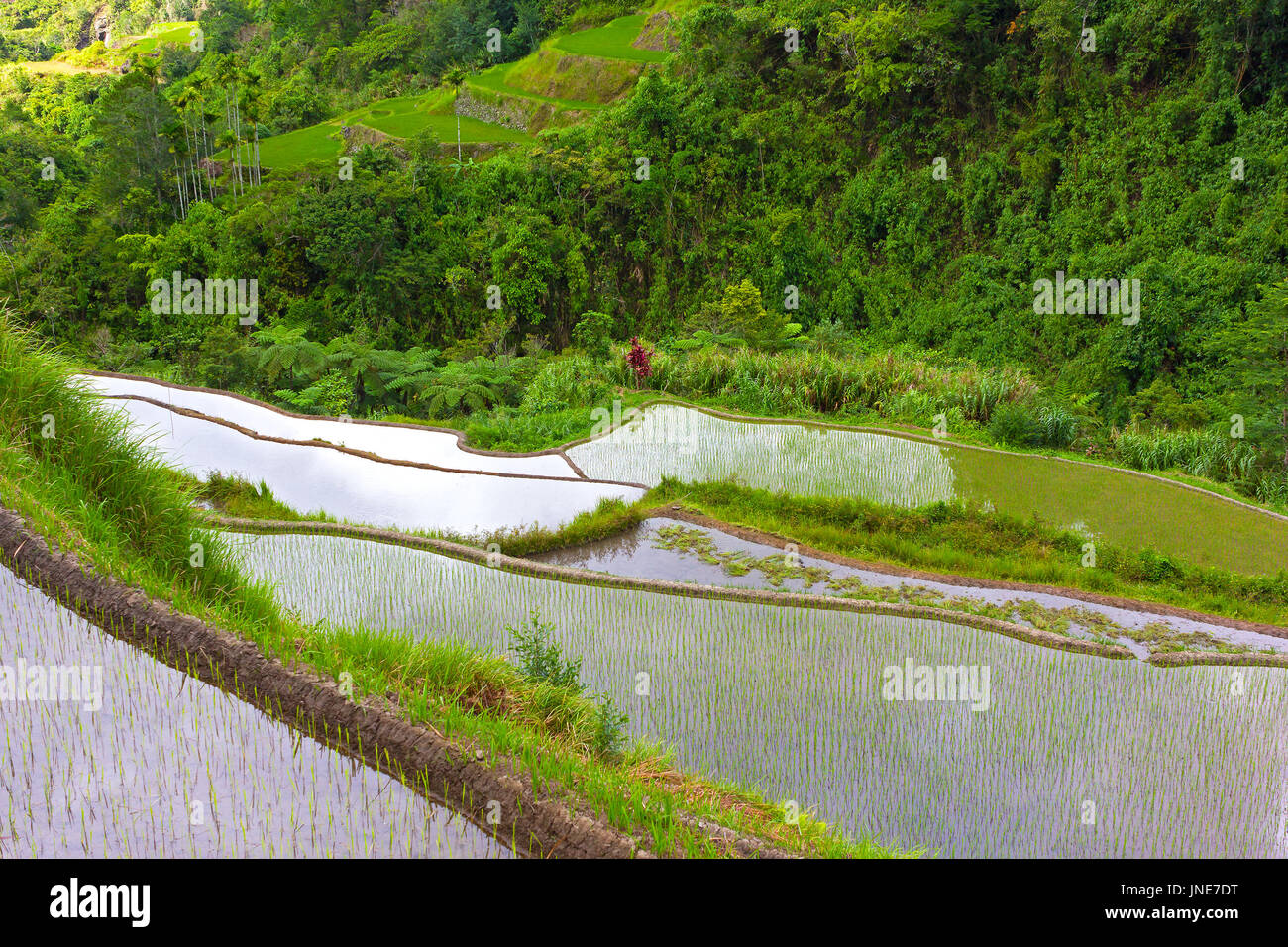 Steep terraces of rice plantations in Philippines. Agricultural ...