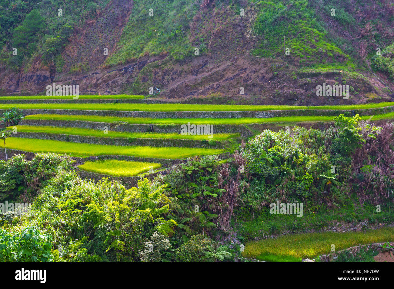 Mountain valley with rice fields in Philippines. Agricultural landscape ...