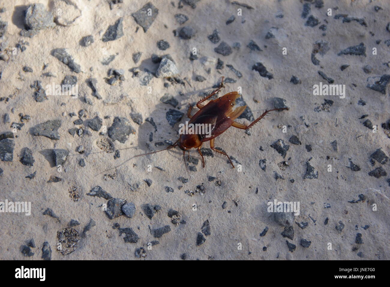 Cockroach at Fuerteventura Stock Photo - Alamy
