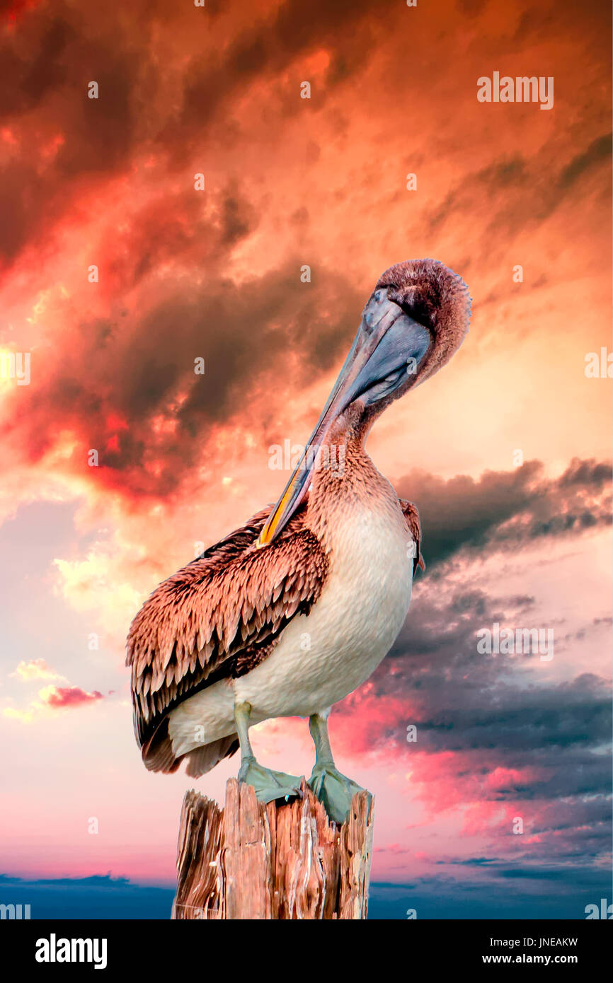 Florida waterfowl hi-res stock photography and images - Alamy
